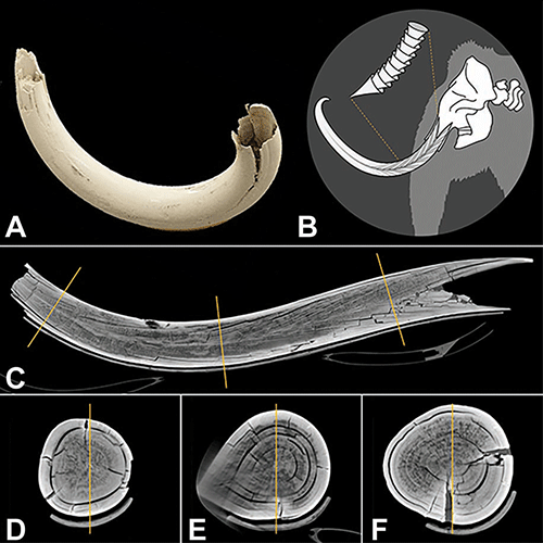 CT Captures Mammoth Tusk | RSNA